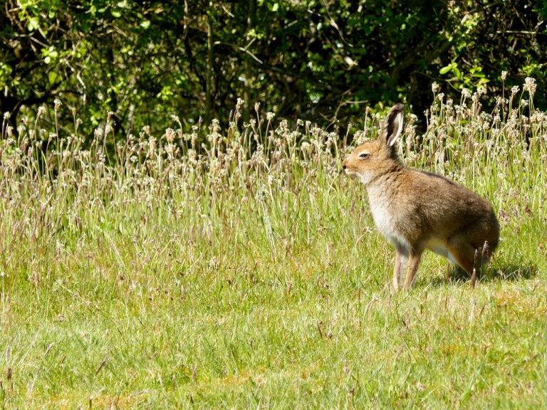 Irish Hare | Roaringwater Journal