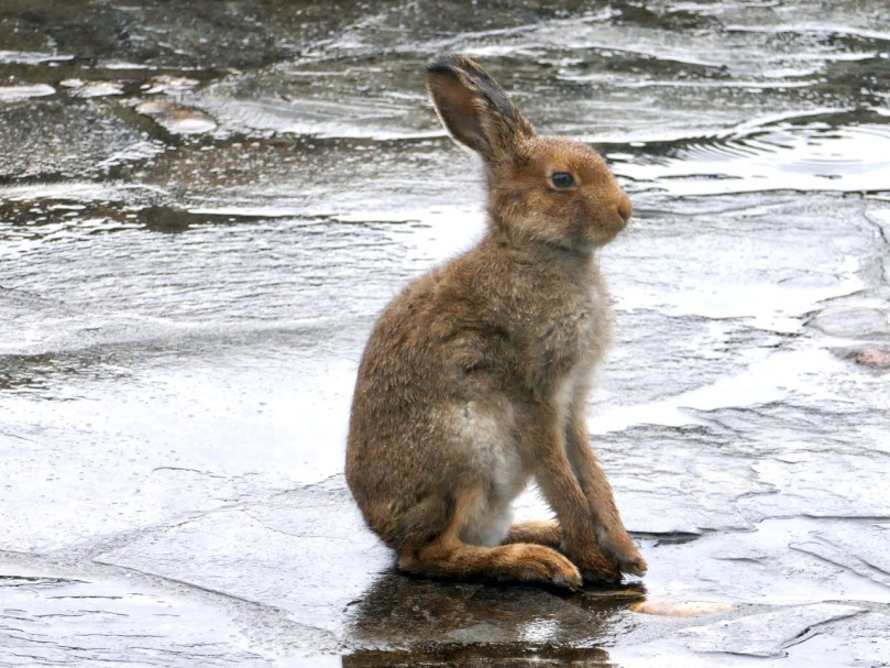 Irish Hare | Roaringwater Journal