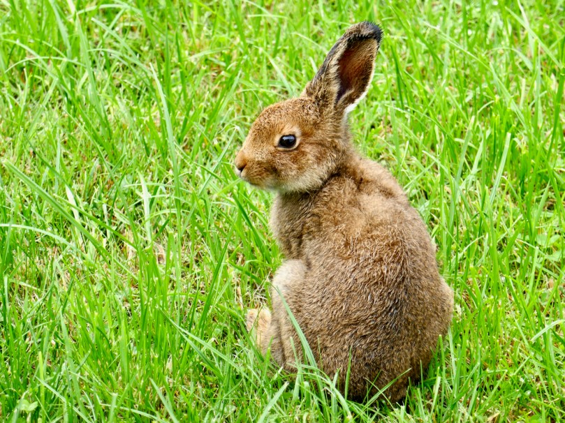 Irish Hare | Roaringwater Journal
