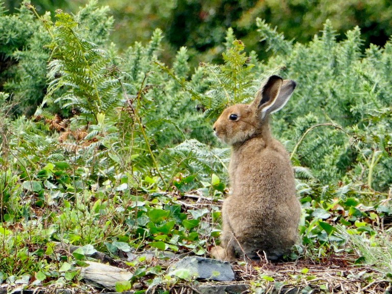 Irish Hare | Roaringwater Journal