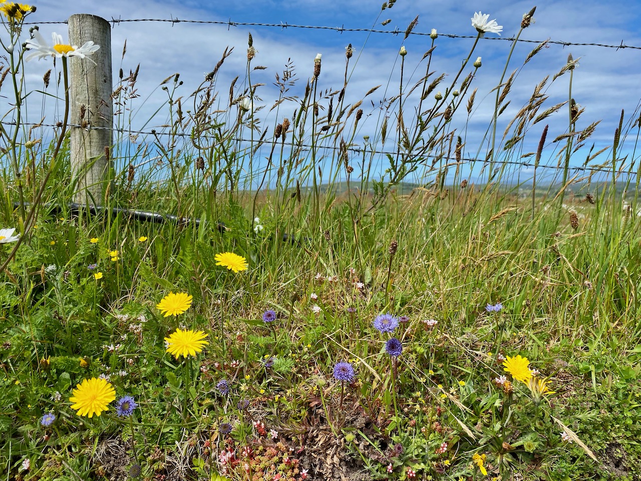 Long Island Wildflower Walk | Roaringwater Journal
