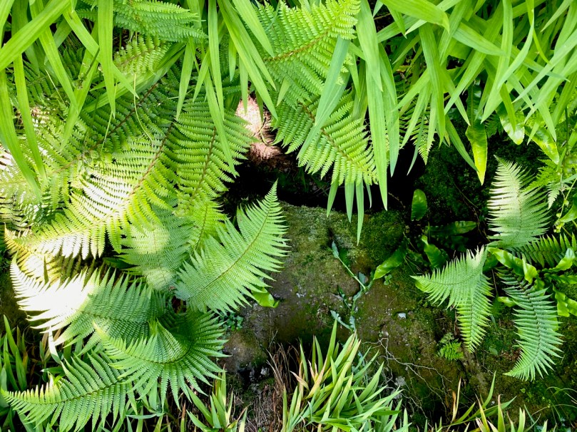 Irish Sky Garden | Roaringwater Journal