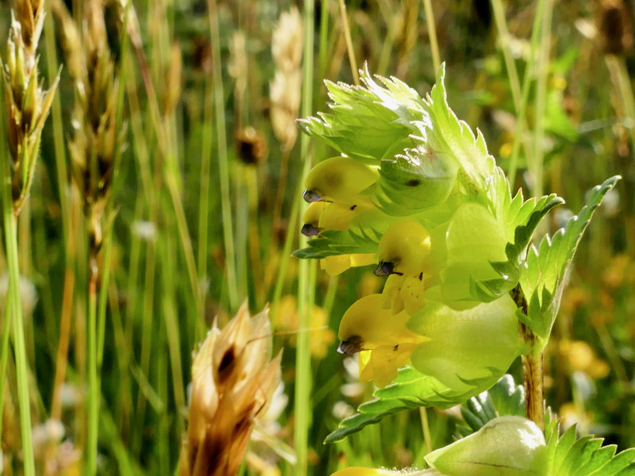 One Acre – Four Years On | Roaringwater Journal