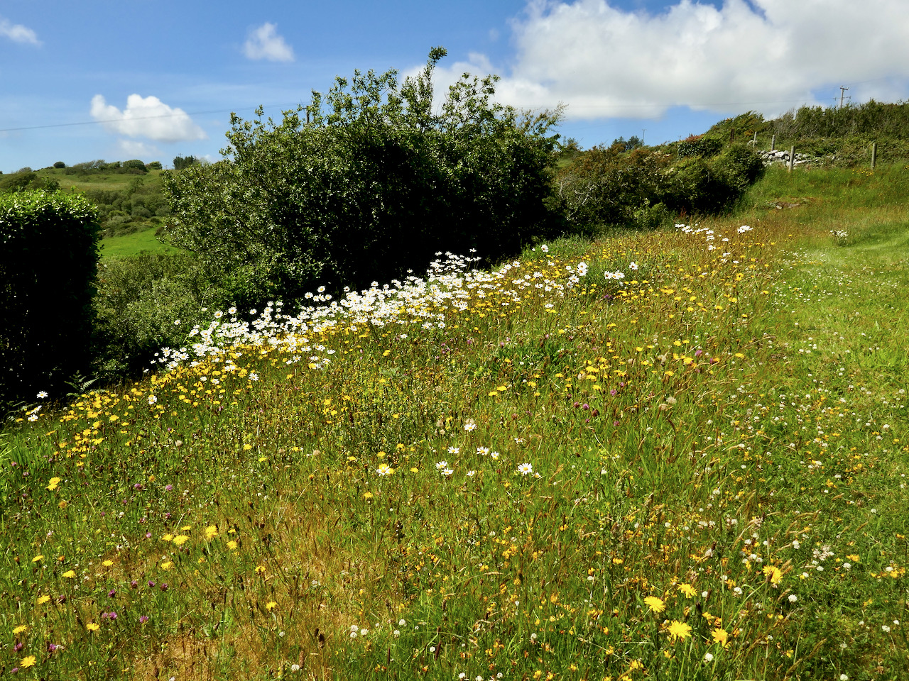 Perennial Wildflower Meadow | Roaringwater Journal