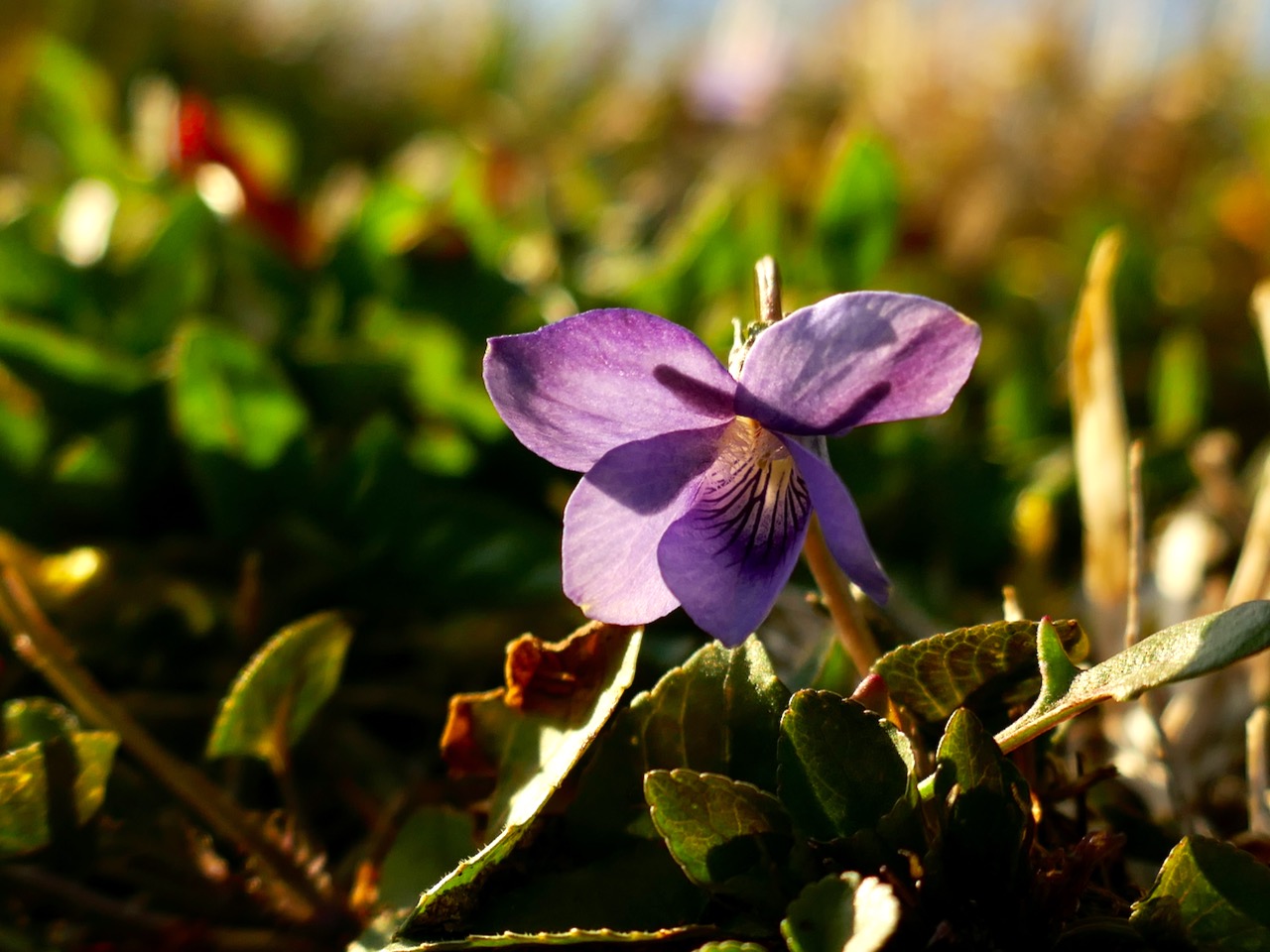 The Darling Buds of March | Roaringwater Journal