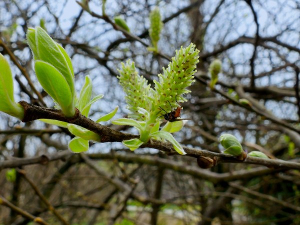 Willow Trees | Roaringwater Journal