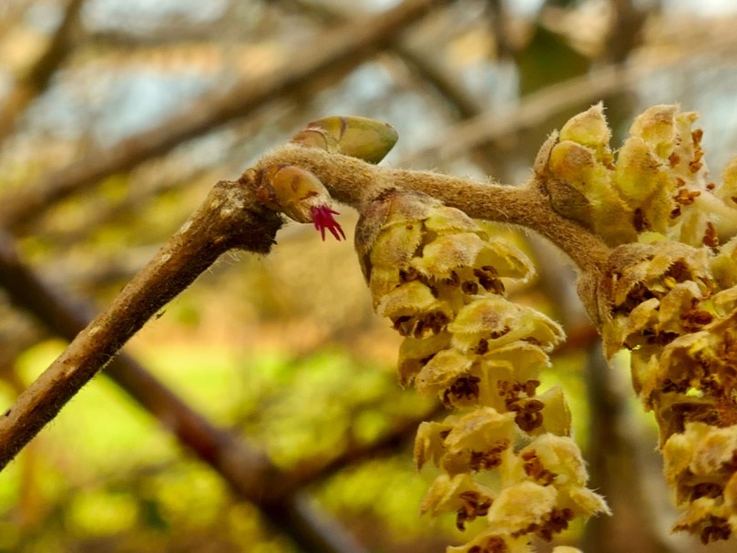 Hazel Trees | Roaringwater Journal