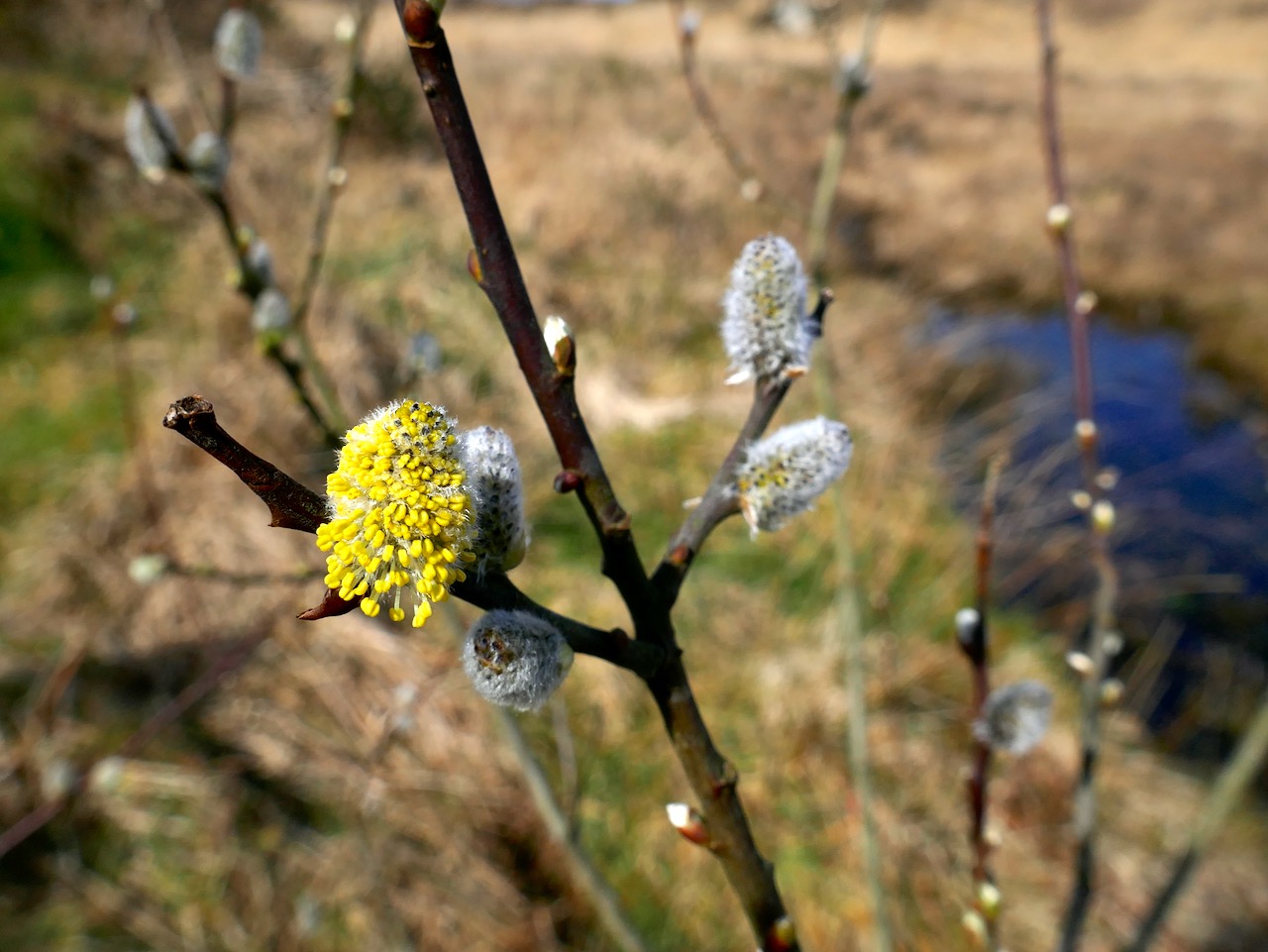 Willow Trees | Roaringwater Journal
