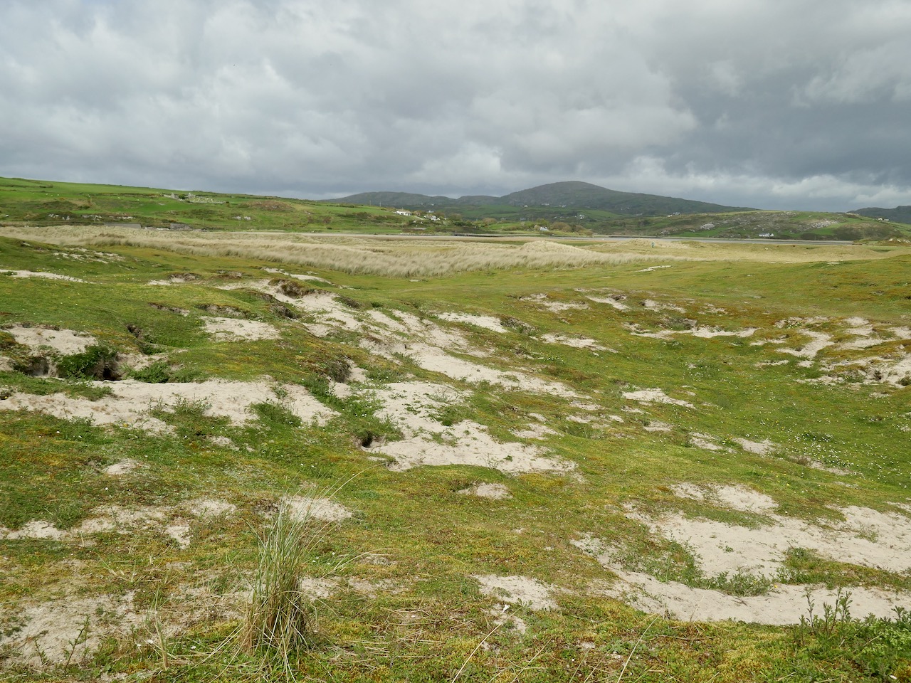 Counting Rare Plants | Roaringwater Journal