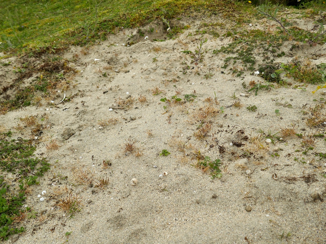 Counting Rare Plants | Roaringwater Journal