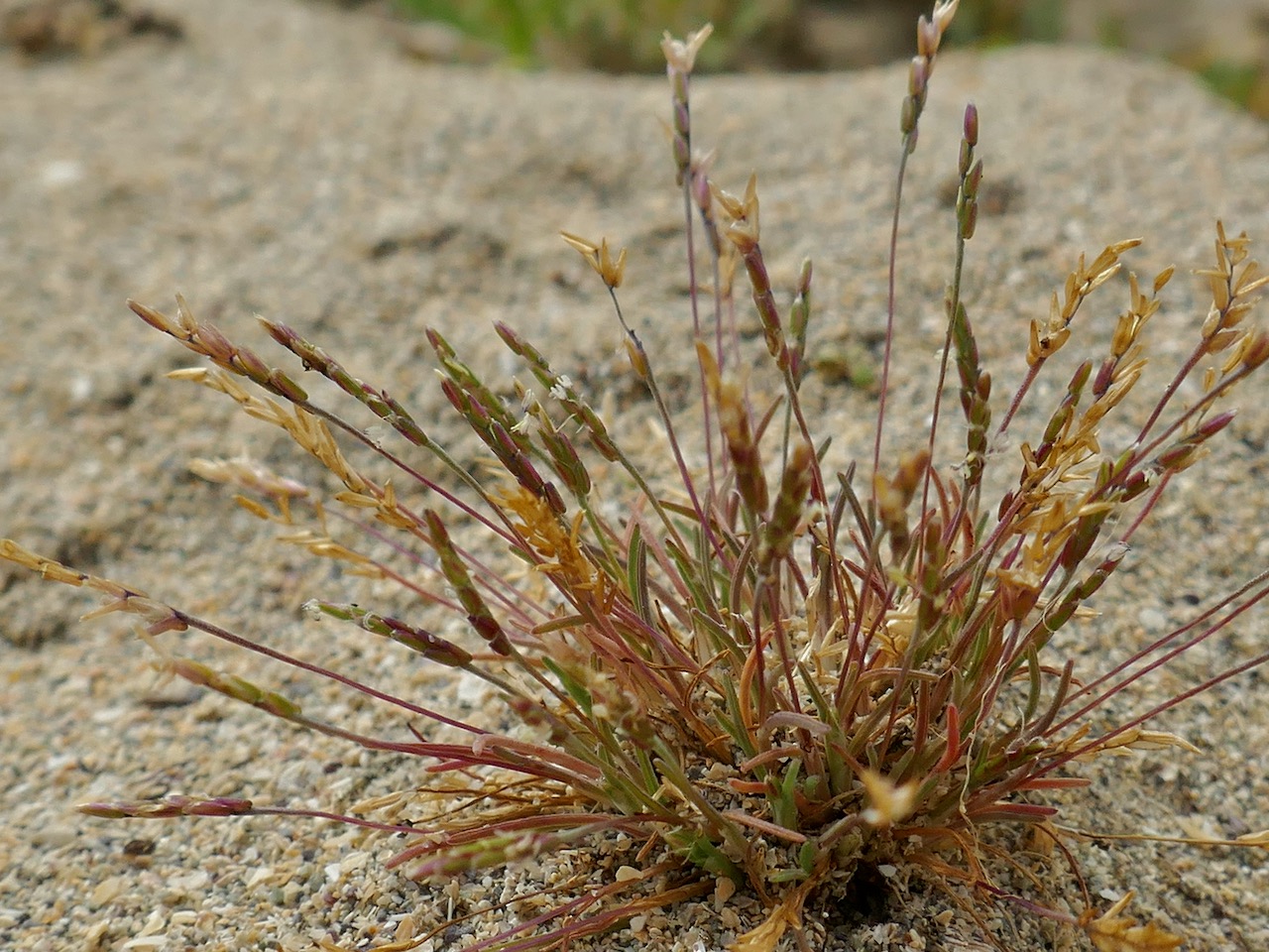 Counting Rare Plants | Roaringwater Journal
