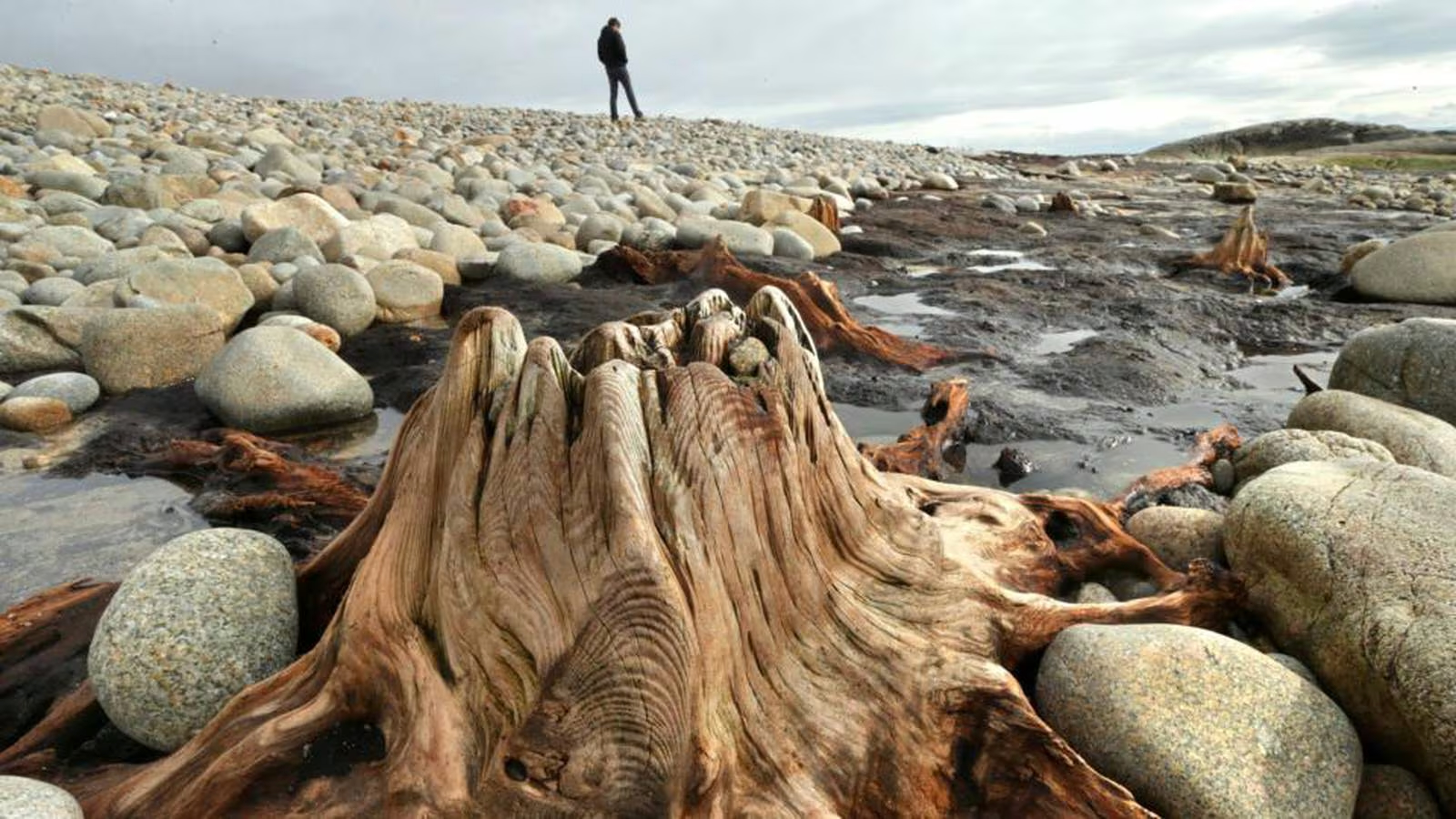 Drowned Forests | Roaringwater Journal