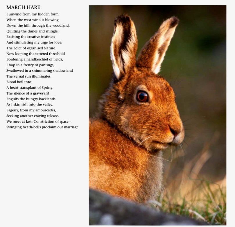 Irish History | Roaringwater Journal