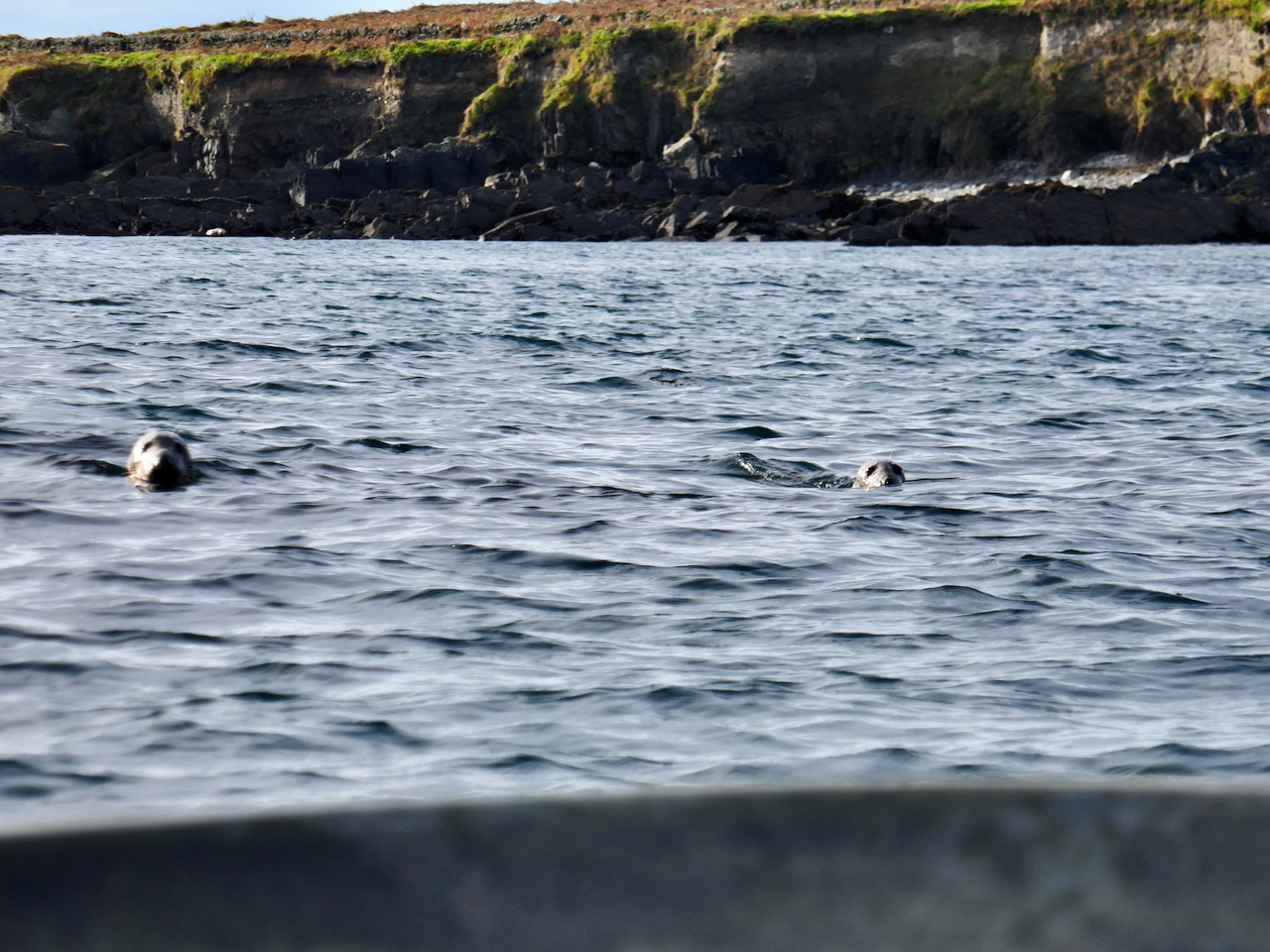 Harbour Seals | Roaringwater Journal