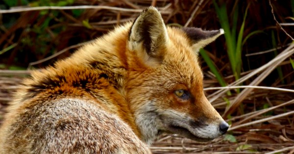 Mary Oliver | Roaringwater Journal