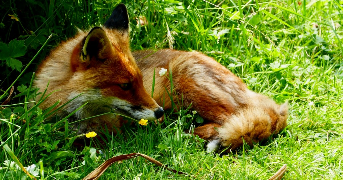 Mary Oliver’s ‘Good-Bye Fox’ | Roaringwater Journal