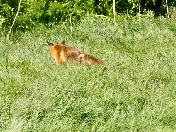 Good-Bye Fox | Roaringwater Journal